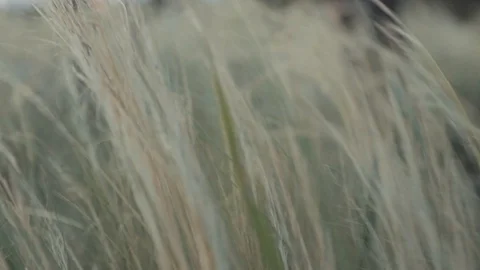 wind blowing grass | Stock Video | Pond5