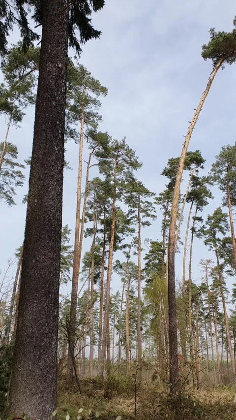 Wind Blowing Pine Trees A Tall Pine Tree Blowing In The Wind