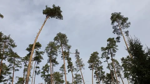 Pine Trees Blowing In Wind Stock Footage ~ Royalty Free Stock Videos ...