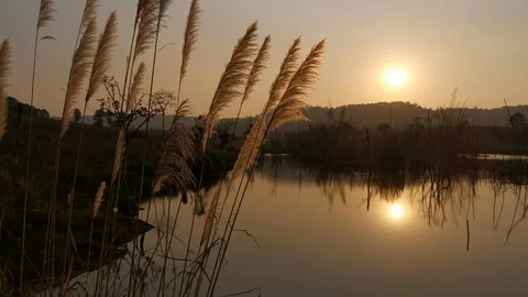Wind Blowing Slow Motion Grass On Grassl... | Stock Video | Pond5