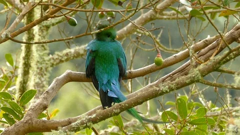 Exotic Blow Stock Videos – Royalty-Free HD & 4K Videos