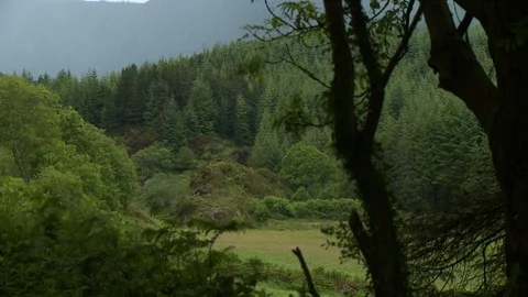 Wind blowing trees in a mountain forest | Stock Video | Pond5
