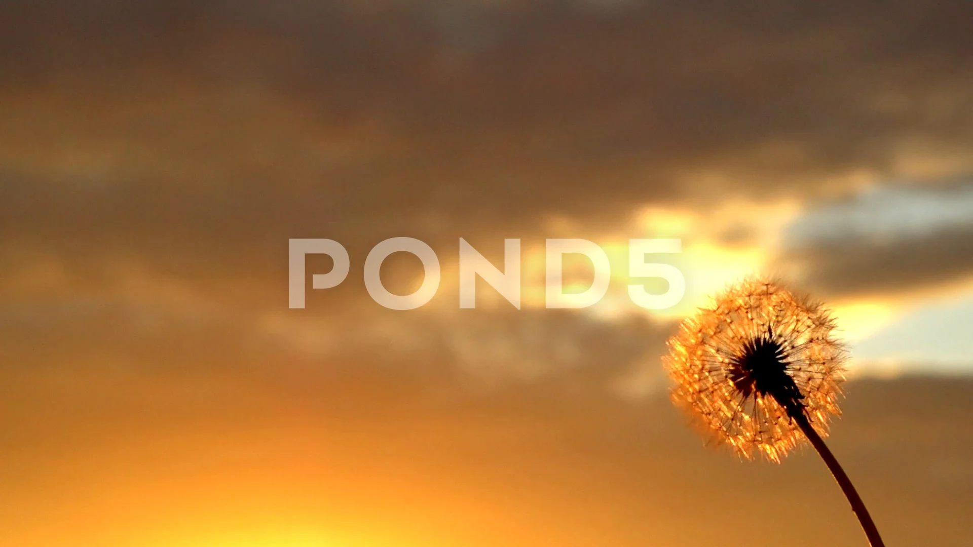 Seeds Blowing In The Wind