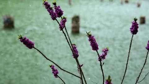 Wind blows spring flowers. Snow falling ... | Stock Video | Pond5