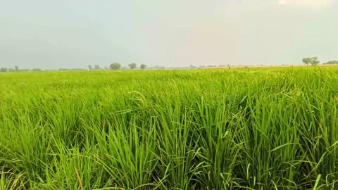 Crops Background Stock Videos – Royalty-Free HD & 4K Videos | Pond5