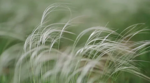 Rustles Stock Footage ~ Royalty Free Stock Videos | Pond5