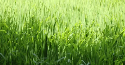 Wind Shaking The Rice Plant To Move In W... | Stock Video | Pond5