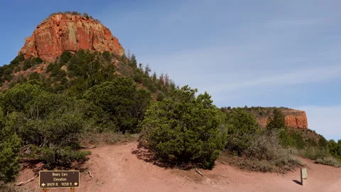 Wind stirs the trees between the ears at... | Stock Video | Pond5