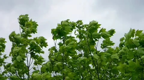 Cut Through Wind Stock Videos – Royalty-Free HD & 4K Videos | Pond5