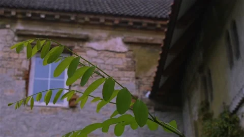 Window Tree F Stock Videos – Royalty-Free HD & 4K Videos | Page 3