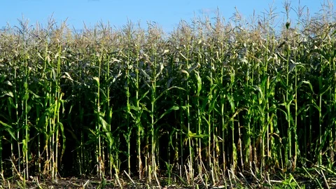 Corn Wave Sky Stock Videos – Royalty-Free HD & 4K Videos