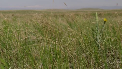 Wind whips prairie grasses and yellow wi... | Stock Video | Pond5