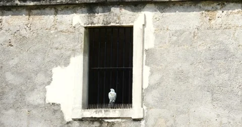 Window with iron bars prison or old fort... | Stock Video | Pond5