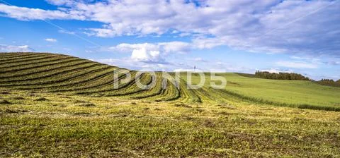 Windrows of hay at hilly farm field and cloud sky background in rural ...
