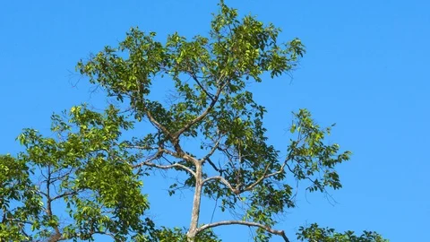 Windy jungle tree top with clear blue sk... | Stock Video | Pond5