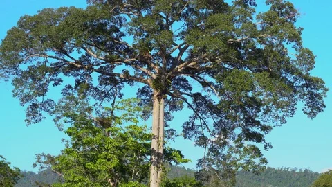 Windy jungle tree top with clear blue sk... | Stock Video | Pond5
