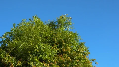 Windy jungle tree top with clear blue sk... | Stock Video | Pond5