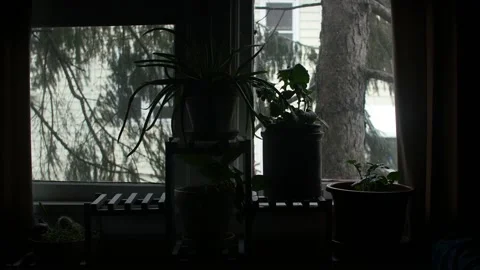 Windy Trees outside of Dark Room with Pl... | Stock Video | Pond5