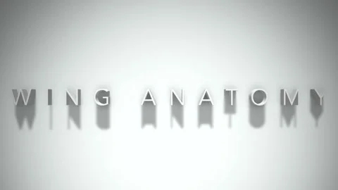 wing anatomy 3D title animation white te... | Stock Video | Pond5