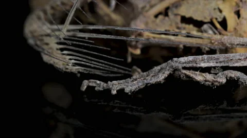 Wing bones skeleton close up bird wings.... | Stock Video | Pond5