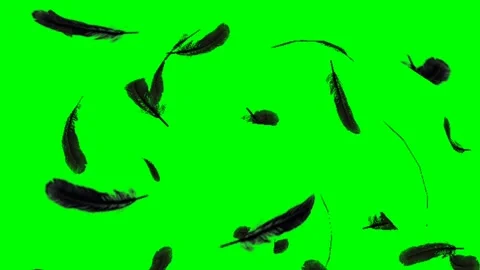 wing feathers falling on a green screen,... | Stock Video | Pond5