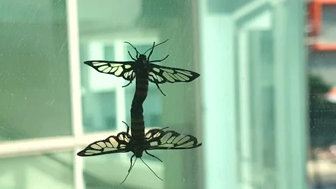 Wing insect mating connecting butt toget... | Stock Video | Pond5