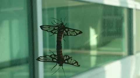 Wing insect mating sex connecting butt t... | Stock Video | Pond5