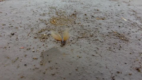A Winged Termite Flies Away Scared by an... | Stock Video | Pond5