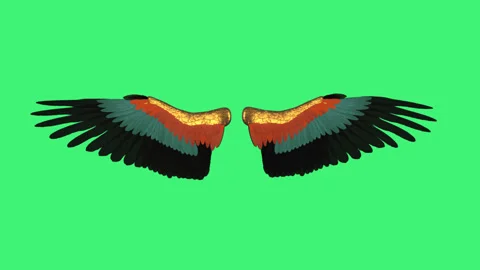 wings flap, loop, animation, transparent... | Stock Video | Pond5