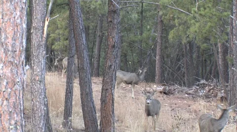 Menacing Walk Stock Video Footage | Royalty Free Menacing Walk Videos ...