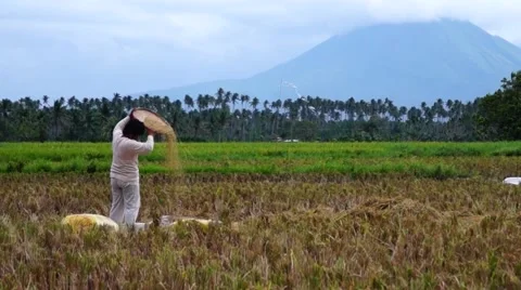 Winnowing Stock Video Footage | Royalty Free Winnowing Videos | Pond5