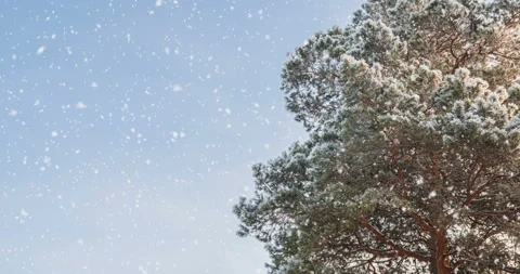 Soft Winter Background Stock Videos – Royalty-Free HD & 4K Videos | Pond5