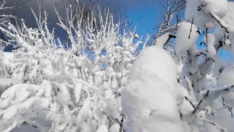 Winter branch with snow fluttering in th... | Stock Video | Pond5