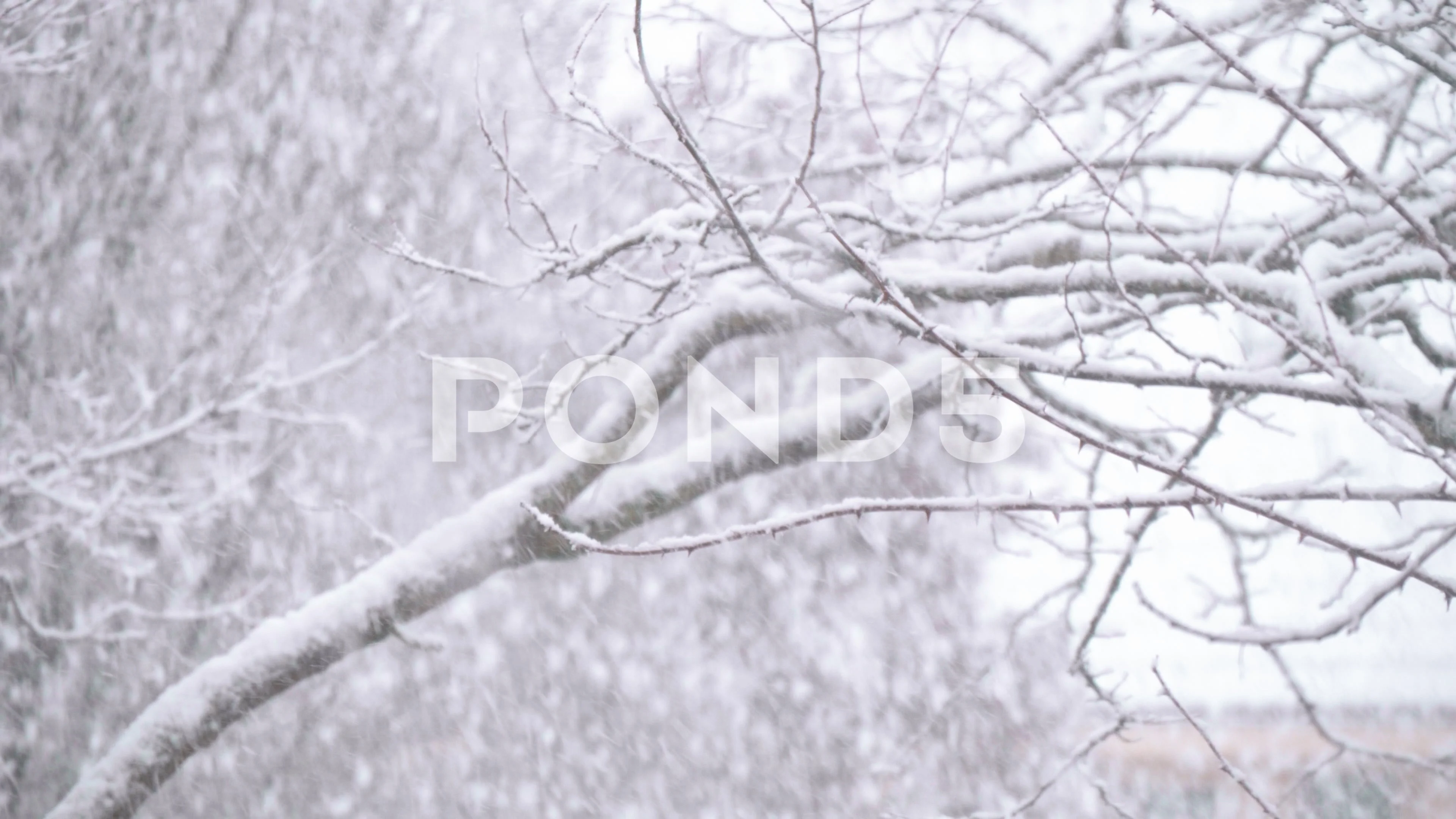 Real Snow Falling
