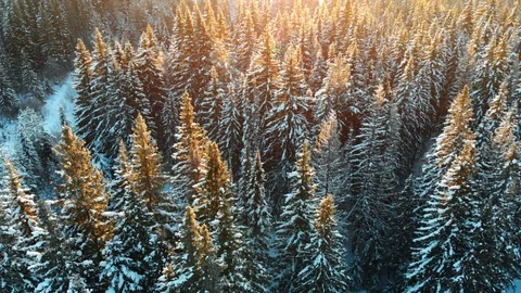 Snow Trees Videos Stock Videos – Royalty-Free HD & 4K Videos