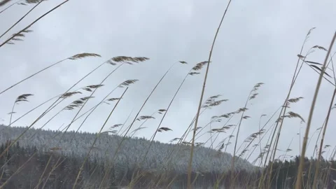 Winter Sound Wind Stock Videos – Royalty-Free HD & 4K Videos