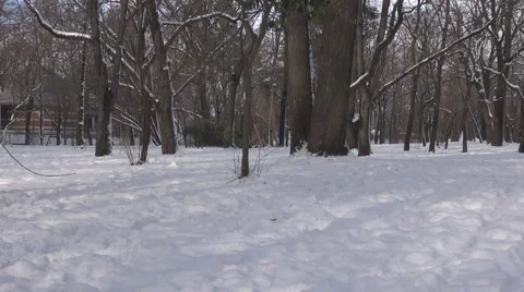 Sad Winter Tree Stock Videos – Royalty-Free HD & 4K Videos