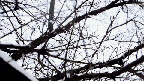 Winter landscape. Snow falling on tree b... | Stock Video | Pond5