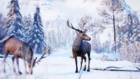 Winter Nature Red Deer buck Background S... | Stock Video | Pond5