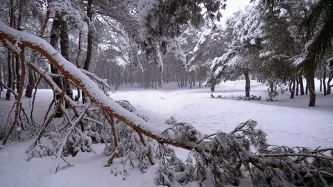 Winter Pine Forest with Snow-covered bra... | Stock Video | Pond5