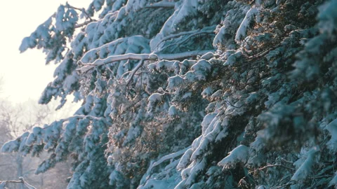 Winter Pine Forest with Snow-covered bra... | Stock Video | Pond5