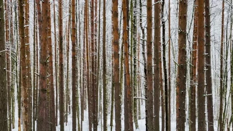 Tree Frost Cage Stock Videos – Royalty-Free HD & 4K Videos