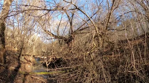 Winter Truffle Hunting in the Forest wit... | Stock Video | Pond5