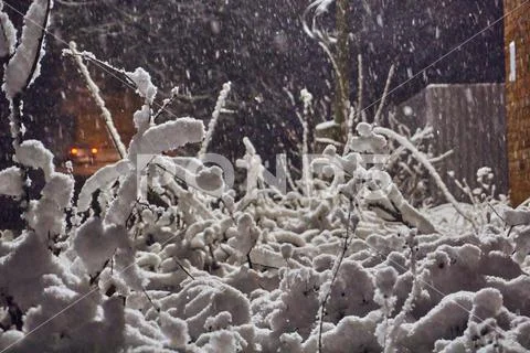 Winter, white fluffy snow. Branches and leaves in the snow, background Stock Photo #165134640