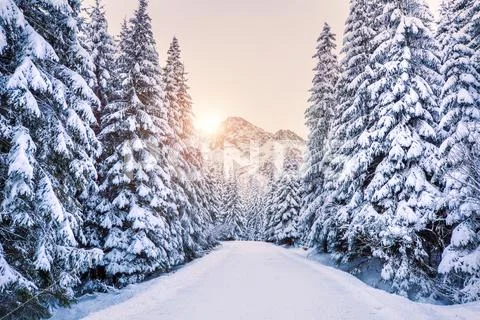 Winter wonderland ~ Premium Stock Photo ~ Image #101260889