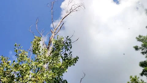 Winter's End Tree Branch with Leaves and... | Stock Video | Pond5