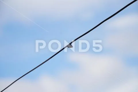 A wire and flies mating on with sky background ~ Premium Photo #242323639