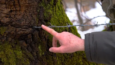 Tree Wire Stock Video Footage | Royalty Free Tree Wire Videos | Pond5