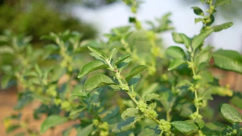 Withania somnifera plant known as Ashwag... | Stock Video | Pond5