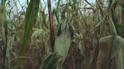 Withered corn field in farm in drought d... | Stock Video | Pond5